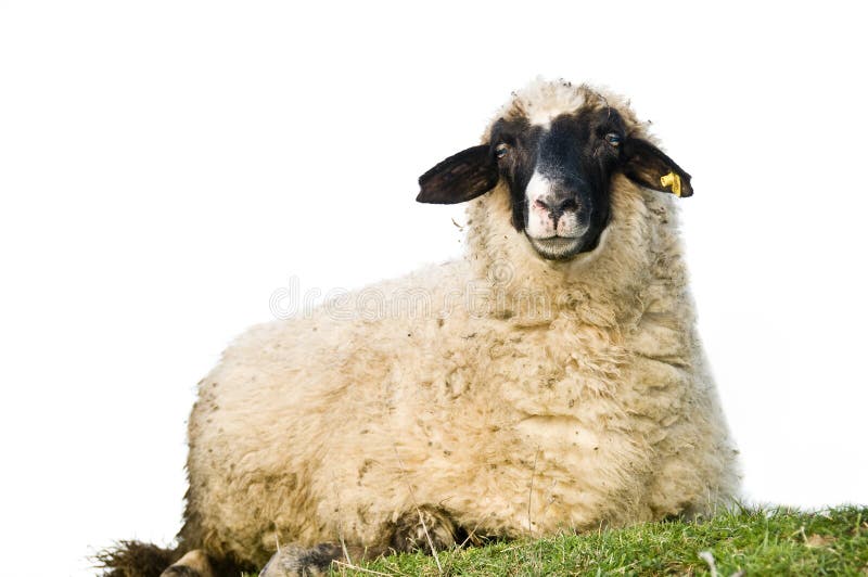 Rear View of a Sheep Looking Back Stock Image - Image of people ...