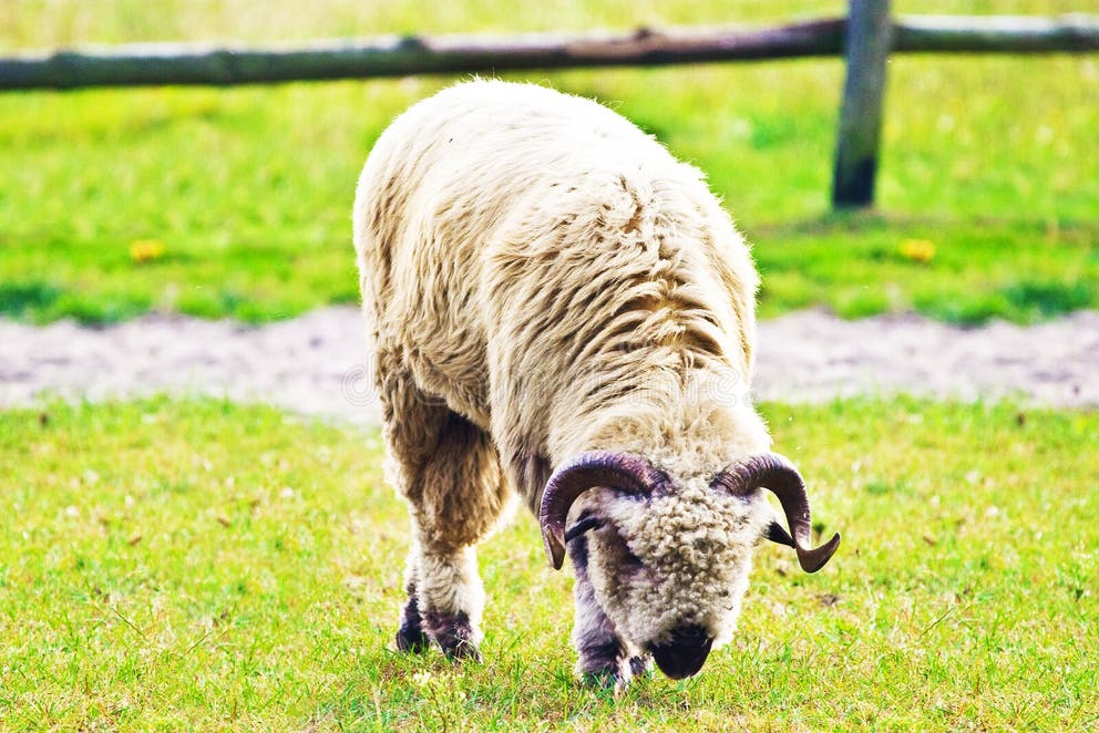 Sheep stock photo. Image of male, catch, grass, kick - 12972278