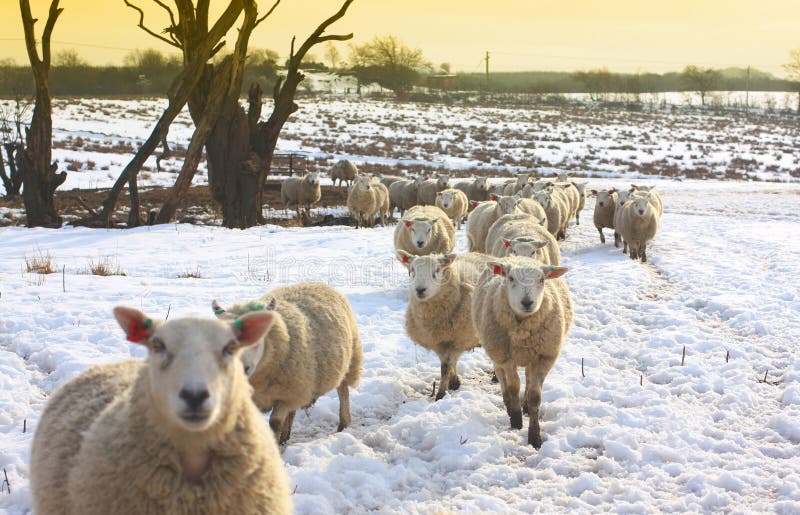 Winter sheep in snow stock photo. Image of deep, looking - 12370164