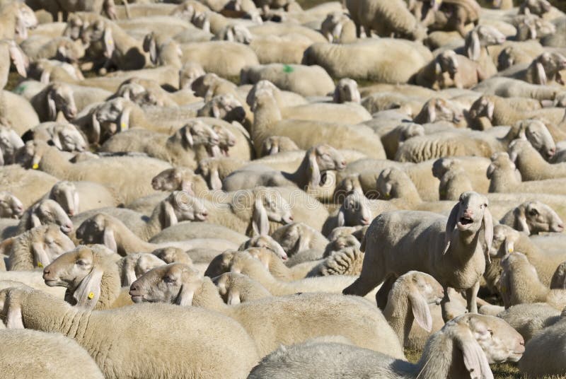 Pig farming 5 stock image. Image of freely, crowd, farm - 26488301