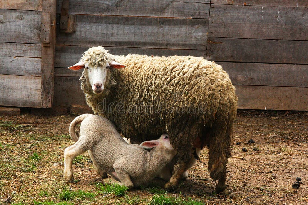 Sheep stock photo. Image of cute, feeding, mummy, face - 13899242