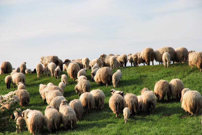 Flock of sheep stock image. Image of animal, flock, farm - 21398675
