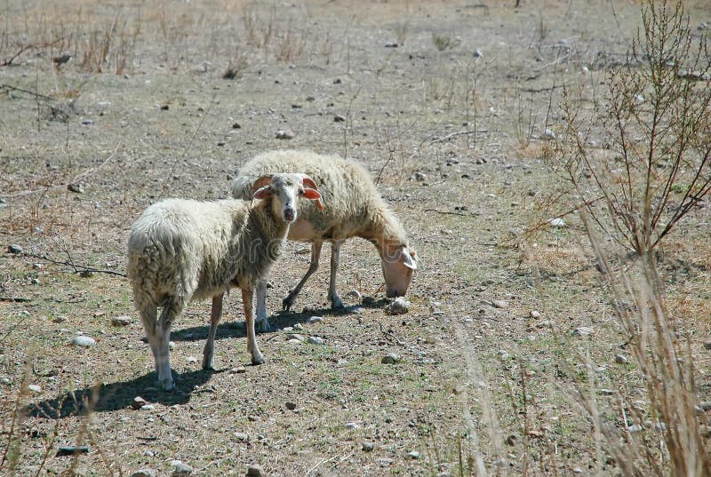 Sheep stock photo. Image of wool, background, white, mammal - 14143694