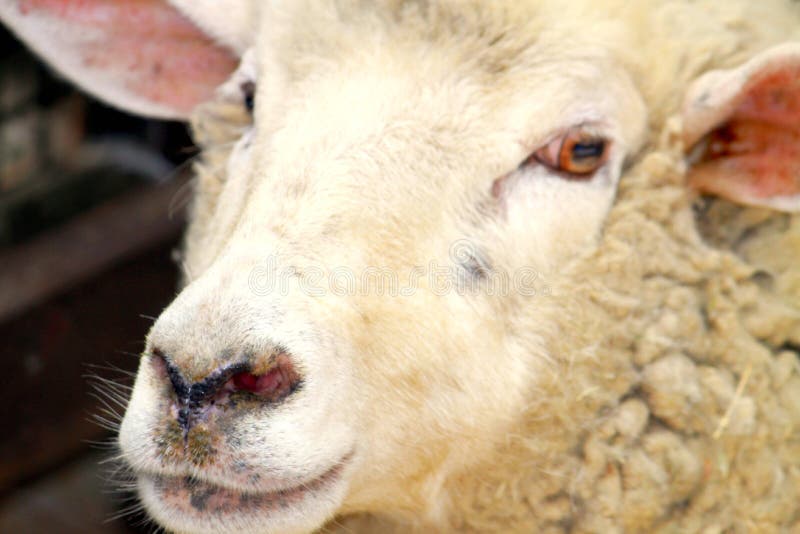 Sheep stock image. Image of animals, tame, eyes, brown - 14200341