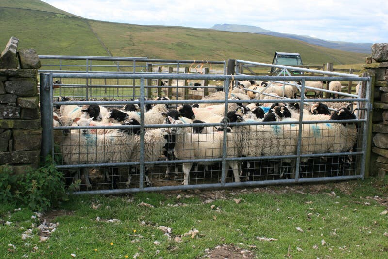 Landscape With Sheep Enclosure Stock Photo - Image of high, farm: 31502400