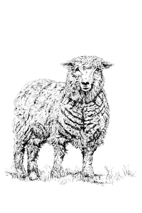 Sheep Pen Stock Illustrations – 462 Sheep Pen Stock Illustrations ...