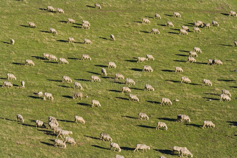 Sheep stock image. Image of wool, nature, lawn, animal - 1542213