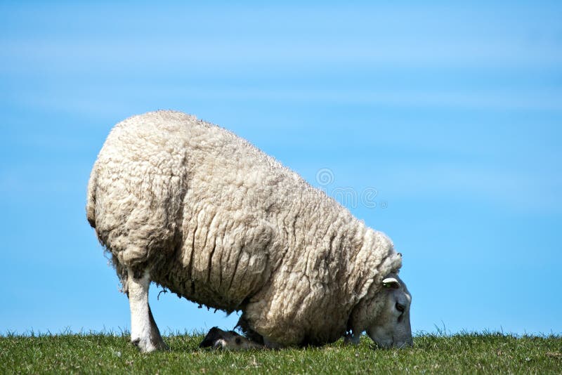 Lamb Kneeling Stock Photos - Free & Royalty-Free Stock Photos from ...