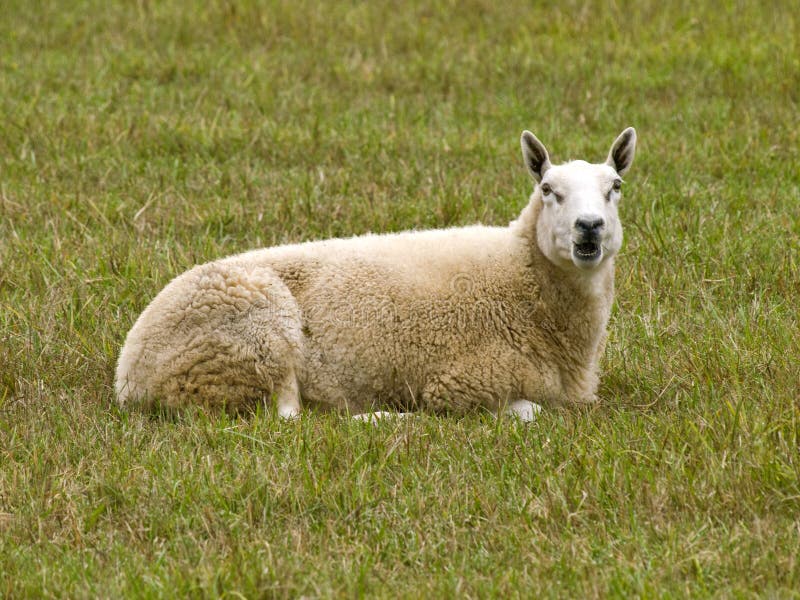 Sheep stock image. Image of grazing, stare, green, pasture - 16616461