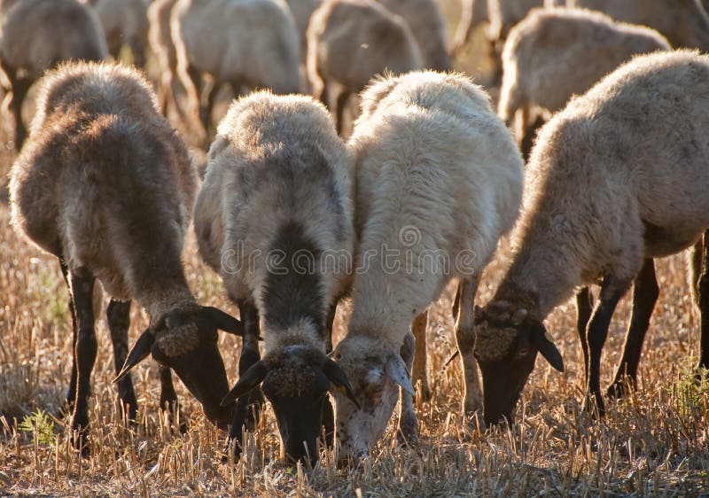 Sheep Picture. Image: 16700099