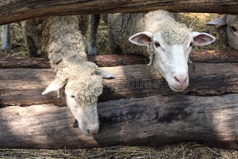 Flock of Sheered Sheep Standing in the Shade of Tree Stock Photo ...