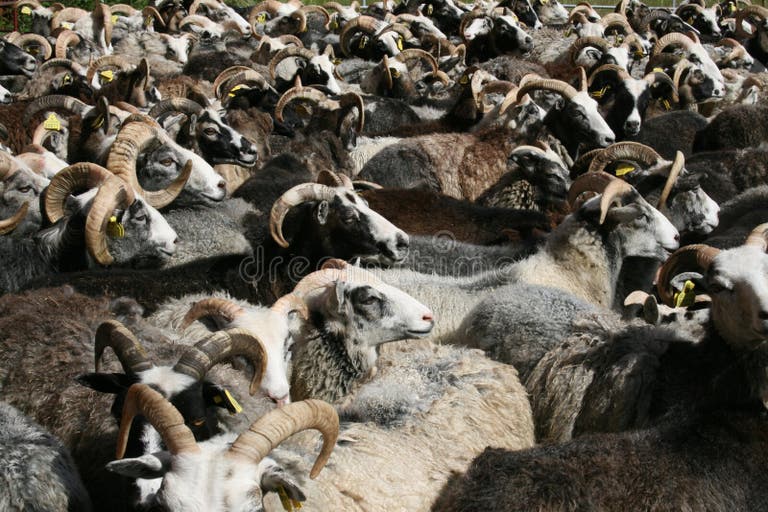 223 Meeting Sheep Stock Photos - Free & Royalty-Free Stock Photos from ...