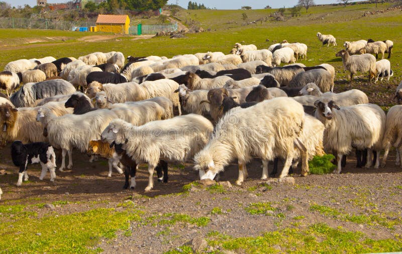 Sheep stock image. Image of pasture, stack, closeup, nature - 18320897