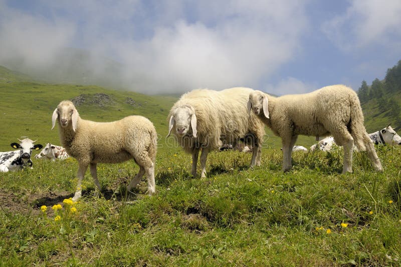 Lost sheep looking back stock image. Image of pasture - 43846425
