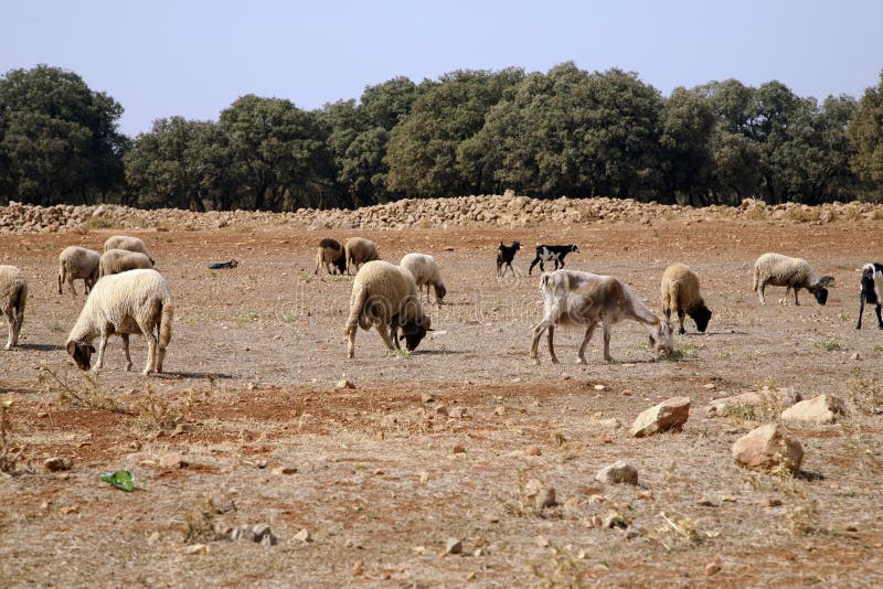 231 Sheep Farm Morocco Stock Photos - Free & Royalty-Free Stock Photos ...