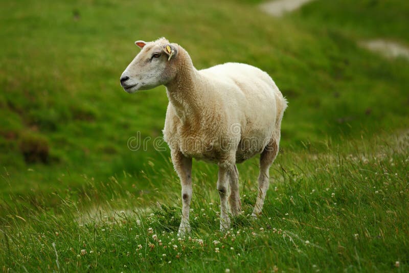 Two sheep stock image. Image of farmland, agri, curly - 20432521