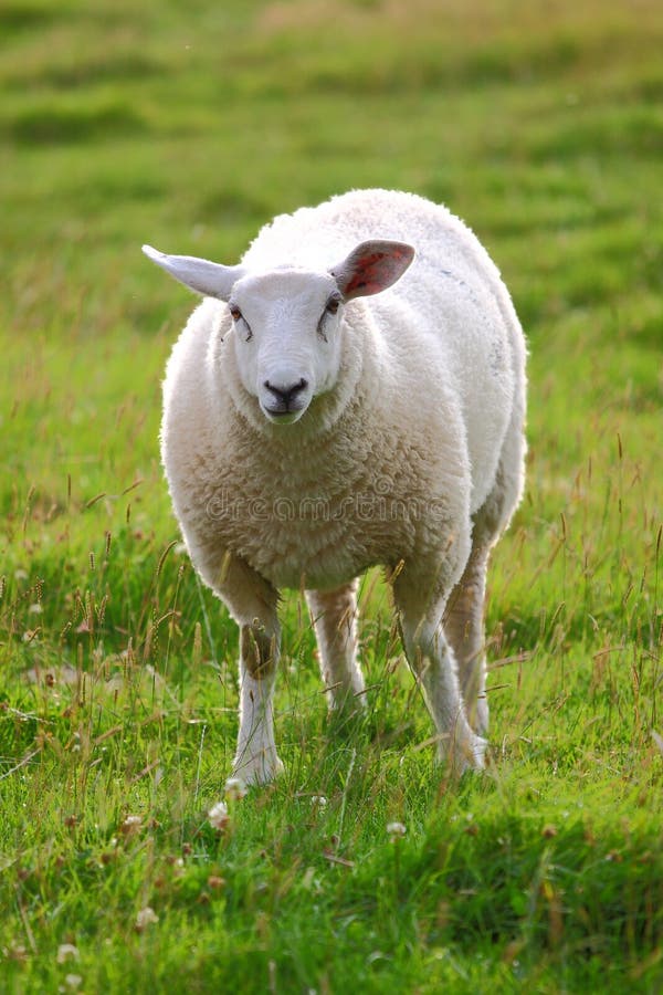 Two sheep stock image. Image of farmland, agri, curly - 20432521