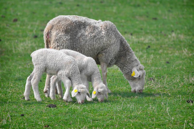 Sheep stock image. Image of meadow, herd, countryside - 20601957
