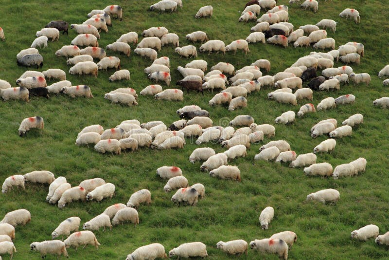 Bleating Sheep stock image. Image of bleat, nature, woolly - 35280455