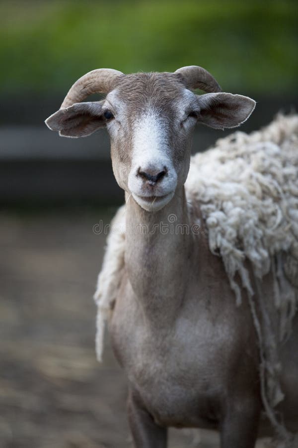 Sheep Wearing Spandex Lamb Tube at a County Fair Stock Image - Image of ...