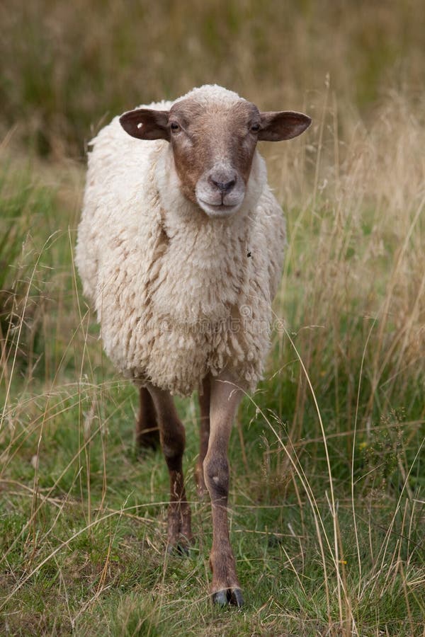 A ram with nice horns stock photo. Image of dutch, long - 16013472