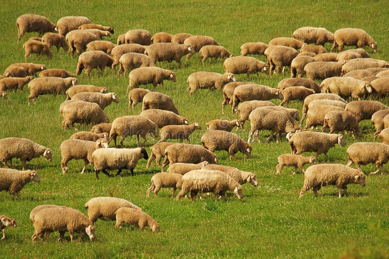 Sheep stock image. Image of meadow, farming, green, grass - 21166279