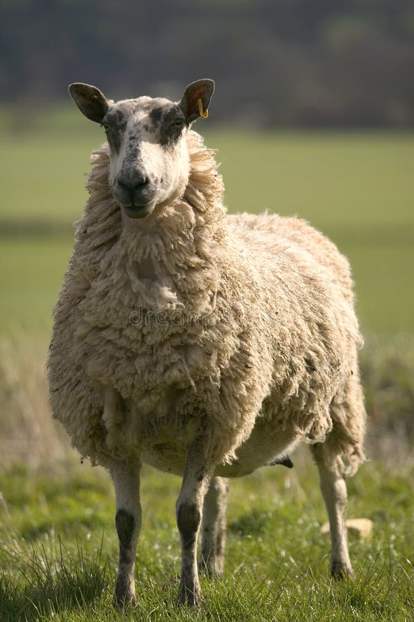 Sheep stock image. Image of wool, mammal, stood, stand - 2138743