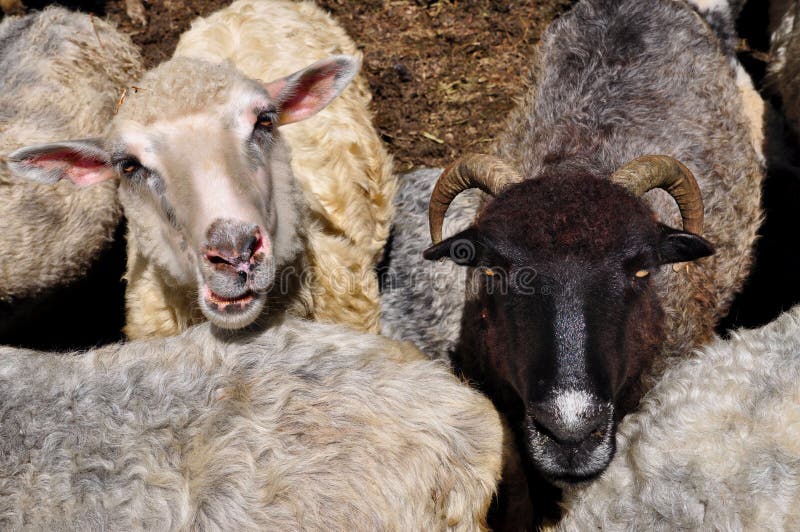 Karakul sheep stock photo. Image of livestock, farming - 9268316