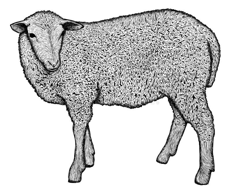Sheep Pen Stock Illustrations – 462 Sheep Pen Stock Illustrations ...
