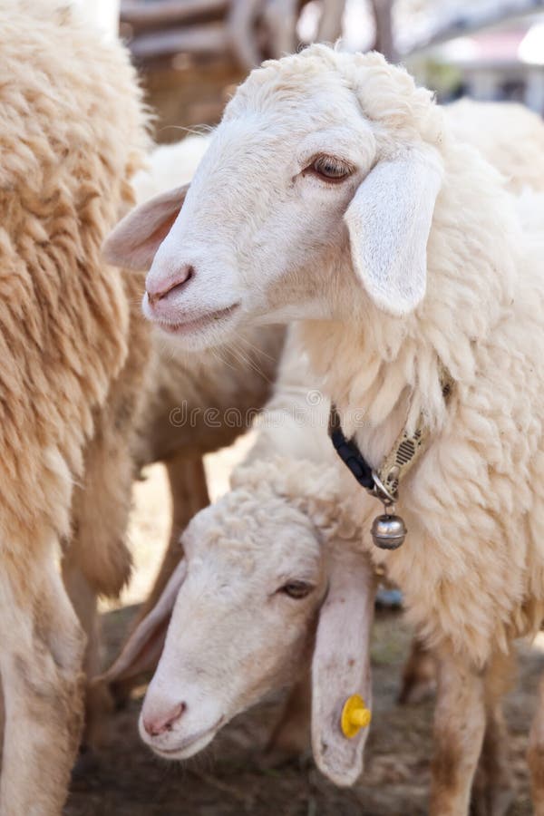 A female awassi sheep stock image. Image of deiri, chordata - 28179079