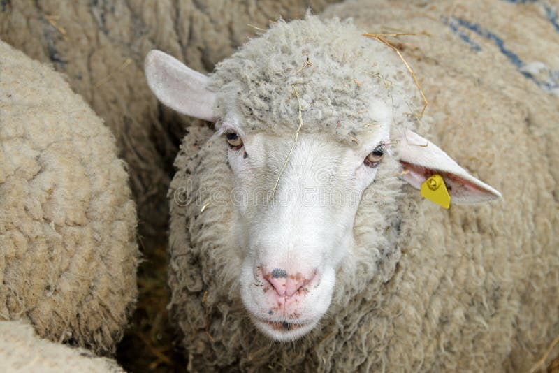 Sheep stock image. Image of wool, livestock, sheep, farm - 22851837
