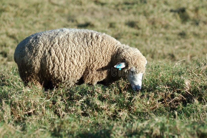 Sheep stock image. Image of farm, wool, animal, sheep - 23753587