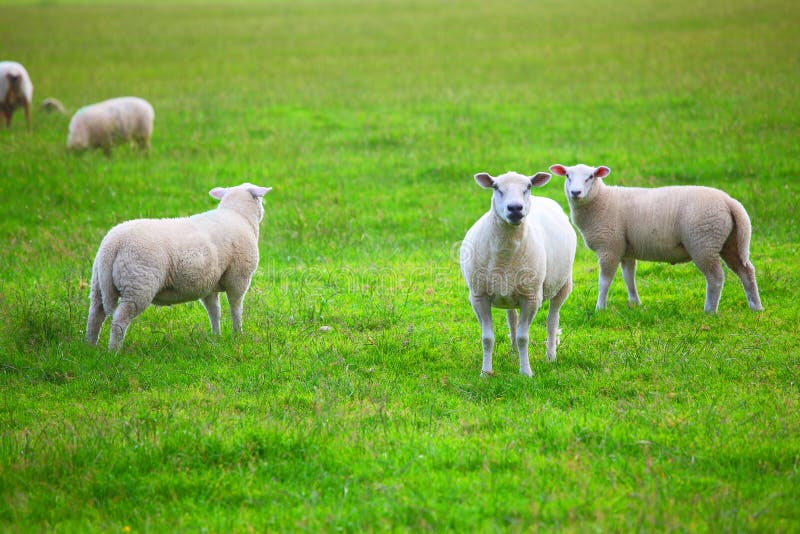 Two sheep stock image. Image of farmland, agri, curly - 20432521