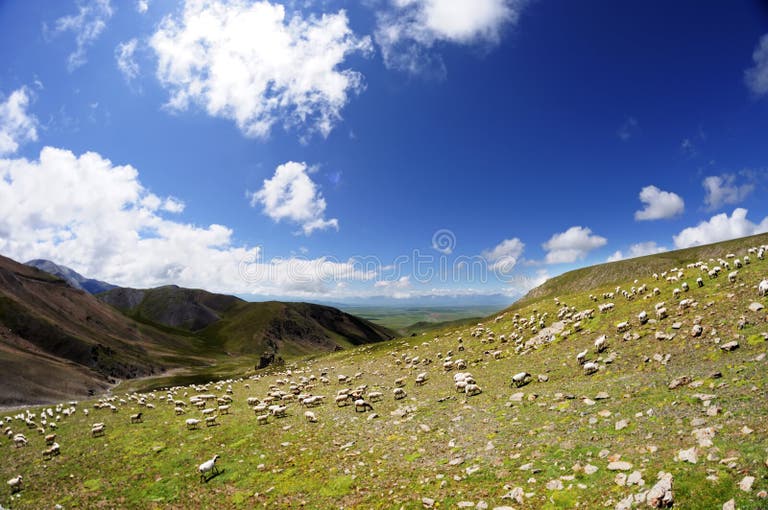 186 Sheep Tableland Stock Photos - Free & Royalty-Free Stock Photos ...