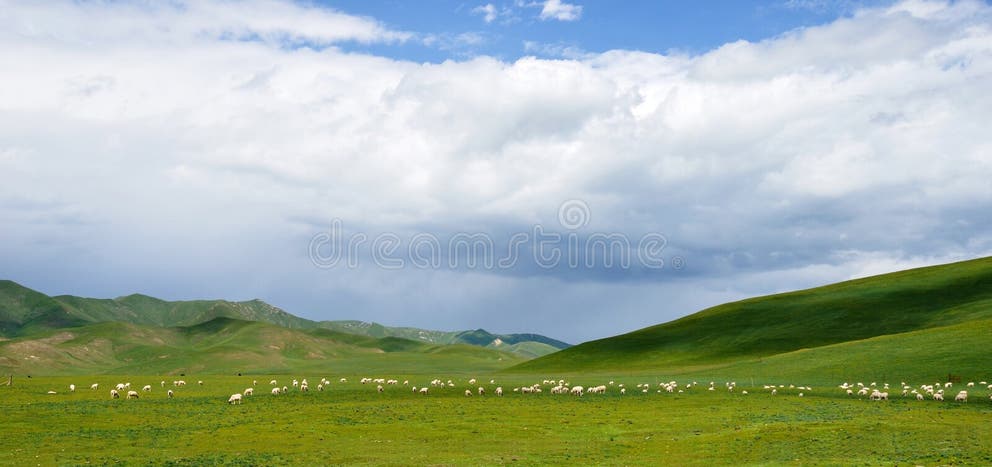 186 Sheep Tableland Stock Photos - Free & Royalty-Free Stock Photos ...