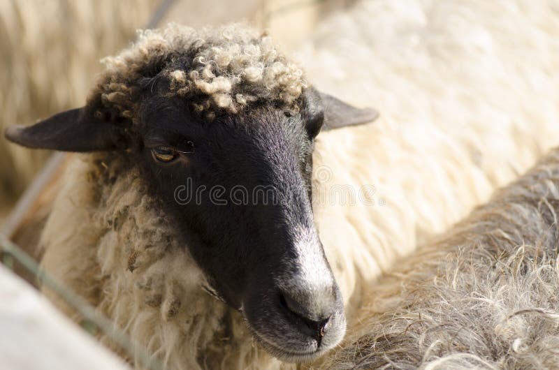 Sheep stock image. Image of romania, mammal, portrait - 27126733