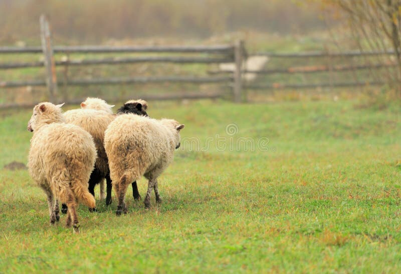 Sheep stock image. Image of defiant, animal, herd, merino - 27472665