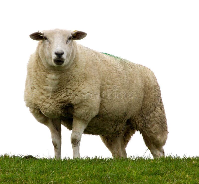 Sheep stock image. Image of proud, bossy, standing, walking - 27818069