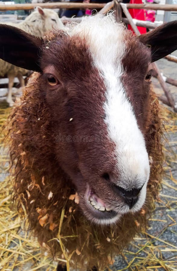 731 Sheep Teeth Stock Photos - Free & Royalty-Free Stock Photos from ...