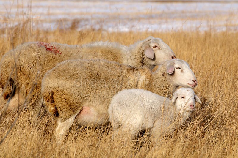 Sheep stock image. Image of livestock, stack, lamb, pasture - 28726827