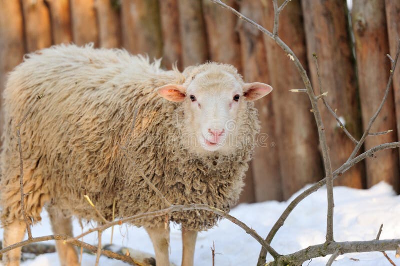 Sheep stock photo. Image of mammal, herding, ovine, defiant - 28855546