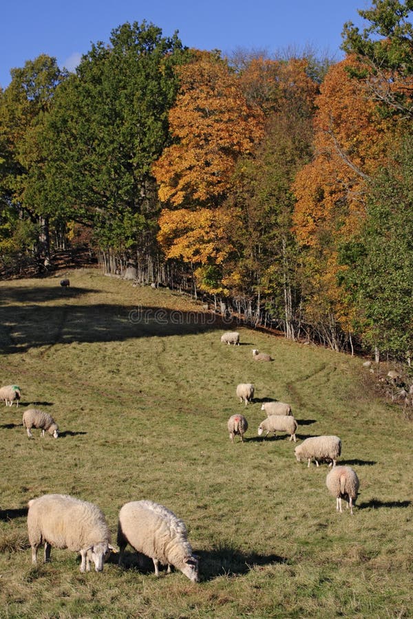 Tasmanian sheep stock image. Image of farm, sheep, scenery - 253587