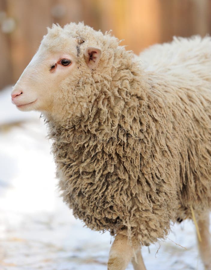 Sheep stock photo. Image of farm, sheep, inquisitive - 28993046