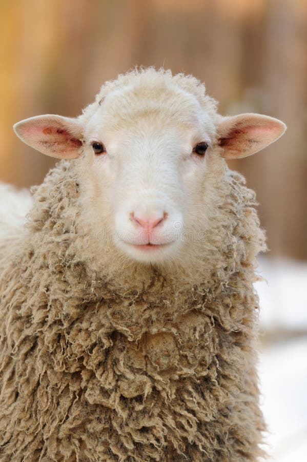 Sheep stock photo. Image of grass, farm, lamb, paddock - 20134062