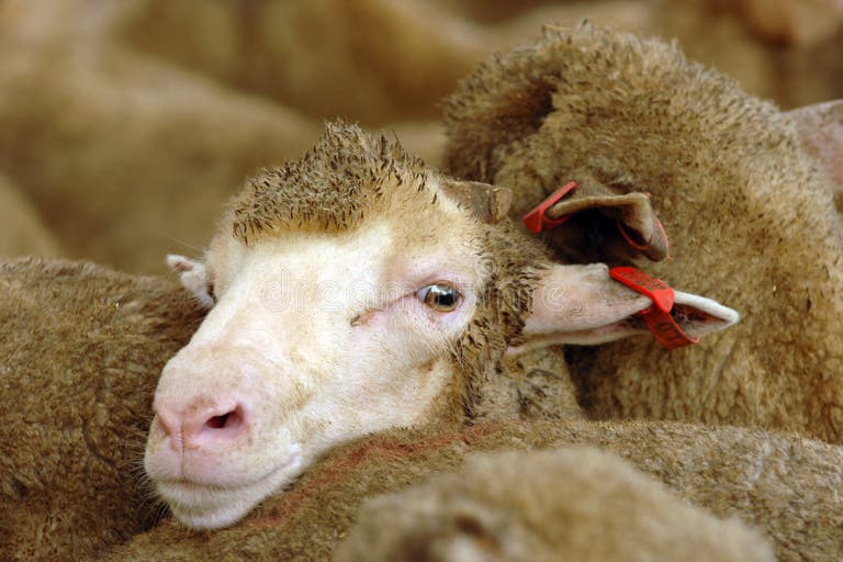 1,248 Sad Sheep Stock Photos - Free & Royalty-Free Stock Photos from ...