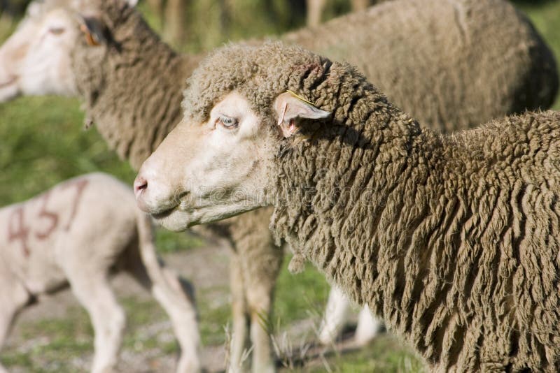 Sheep stock image. Image of mammal, outdoor, hair, nature - 331995