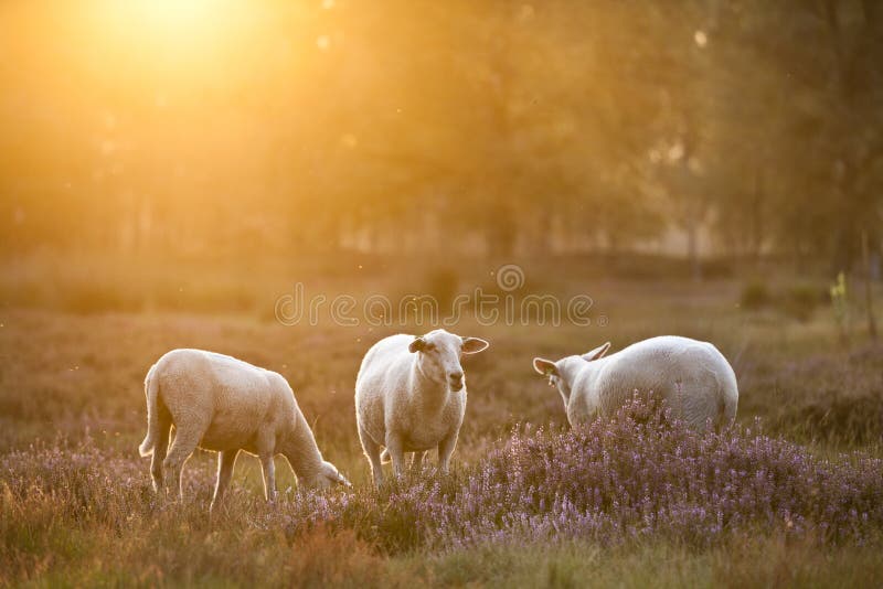 Two sheep stock image. Image of farmland, agri, curly - 20432521