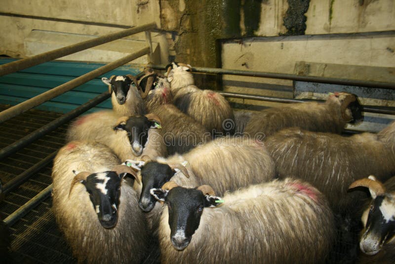 Cattle Lairage Stock Photos - Free & Royalty-Free Stock Photos from ...