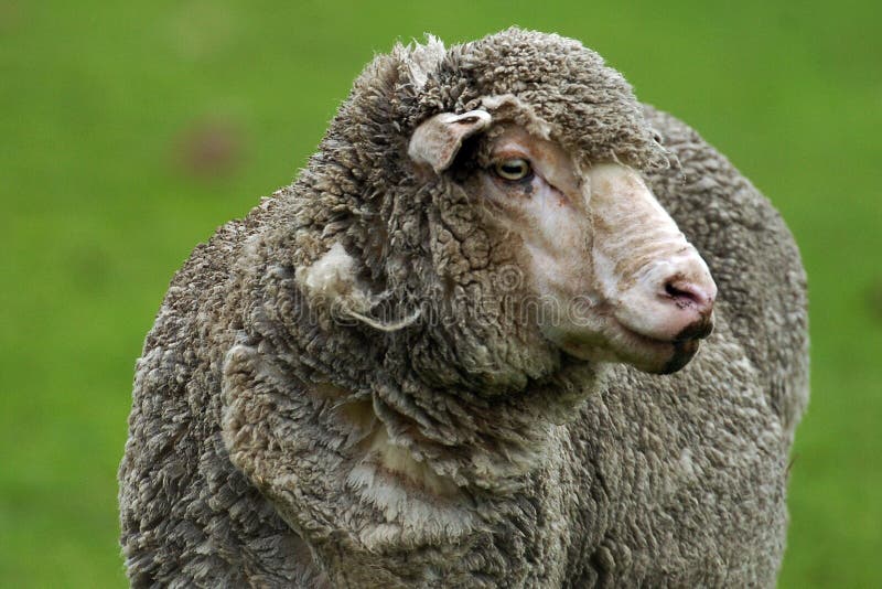 Greek sheep stock photo. Image of countryside, sheep, greek - 1193510