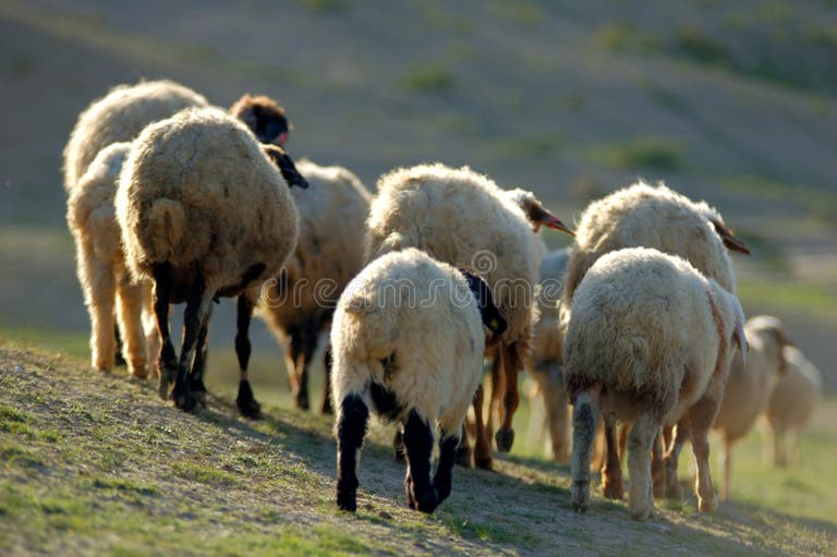 Sheep stock photo. Image of herd, beduine, smoking, sheep - 4190472